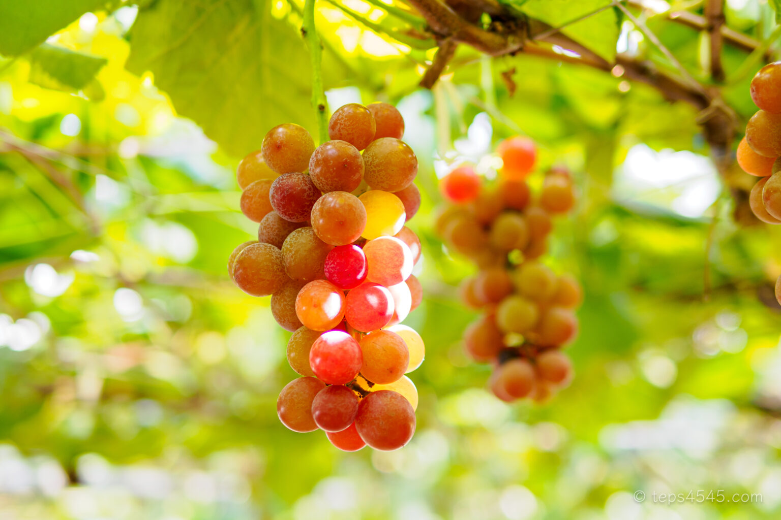 2023年の写真撮影を振り返ってみた：コロナ明けて色々撮影できました | TEPS Notebook