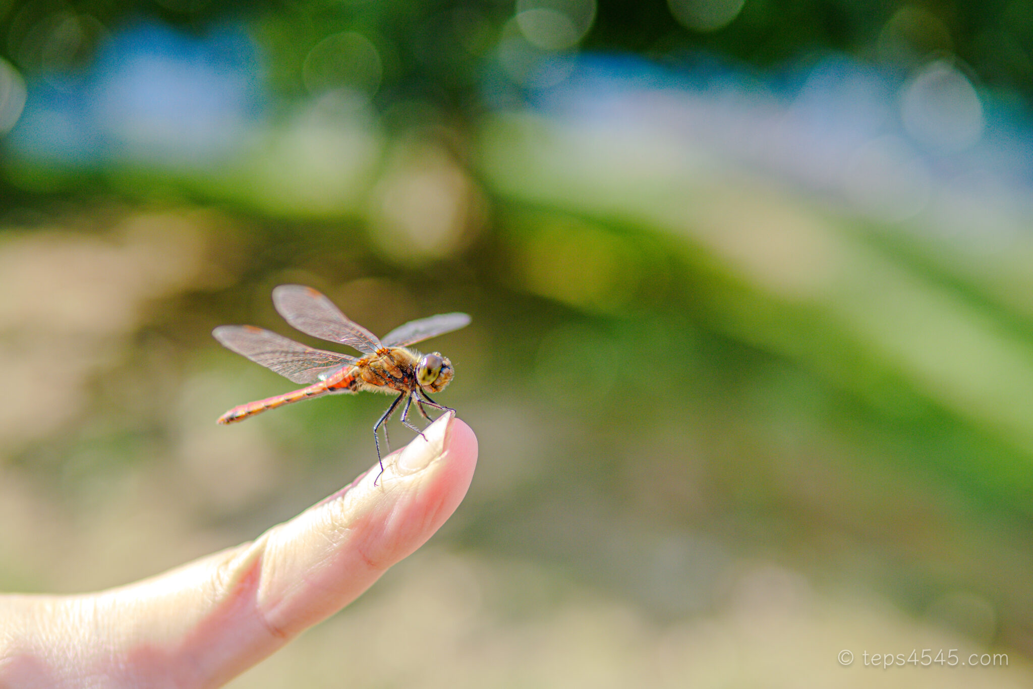 2023年の写真撮影を振り返ってみた：コロナ明けて色々撮影できました | TEPS Notebook